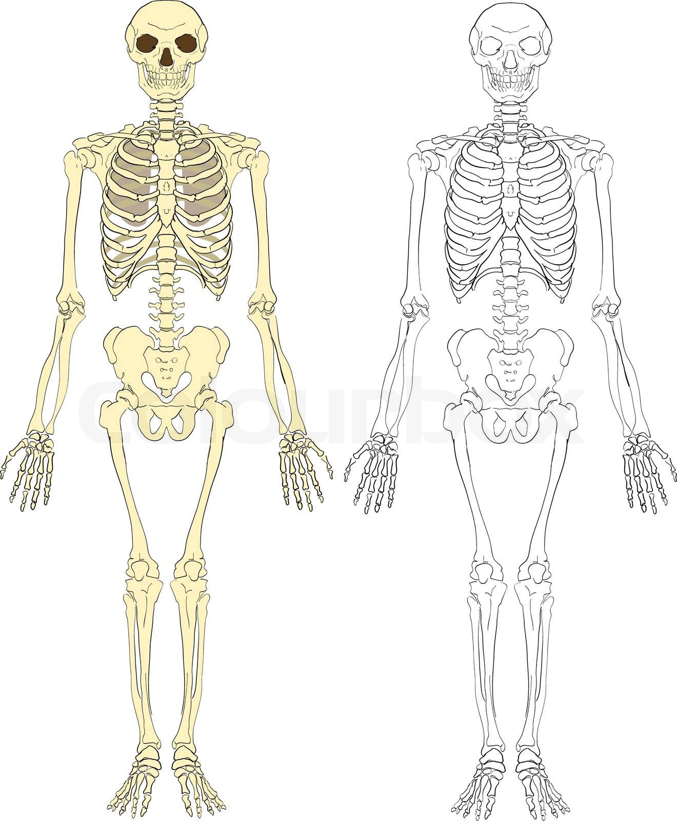 skeleton illustration | Stock vector | Colourbox