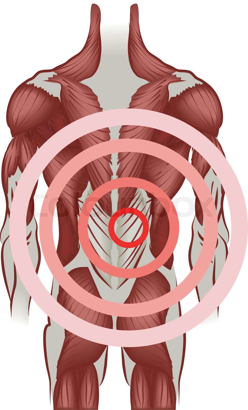 illustration of the human back muscles | Stock vector | Colourbox