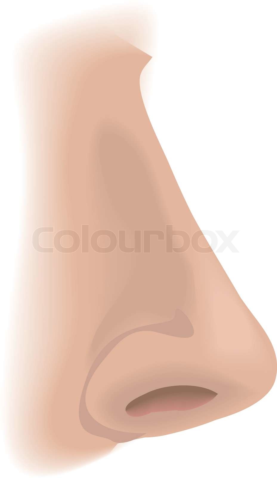 nose Illustration | Stock vector | Colourbox