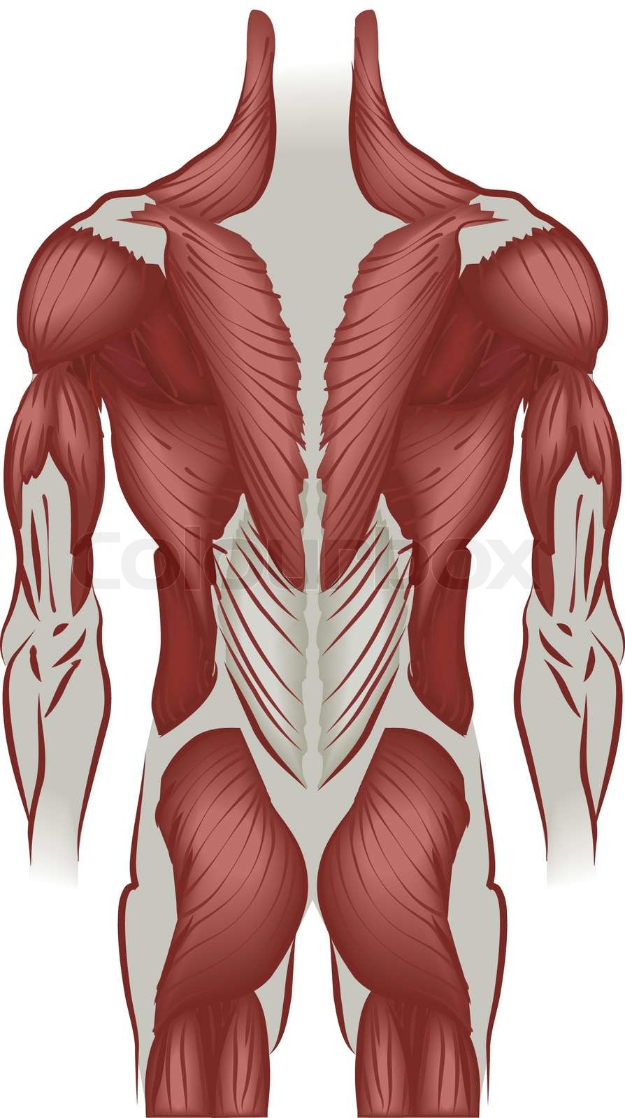 Abbildung der Muskeln des Rückens | Stock-Vektor | Colourbox