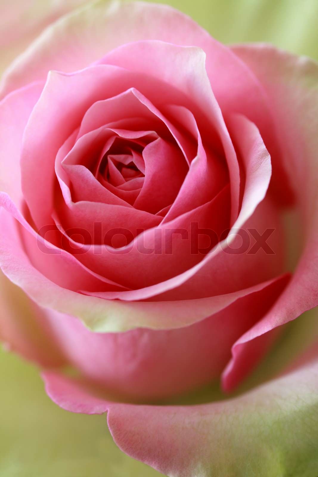 Pink and green rose | Stock image | Colourbox
