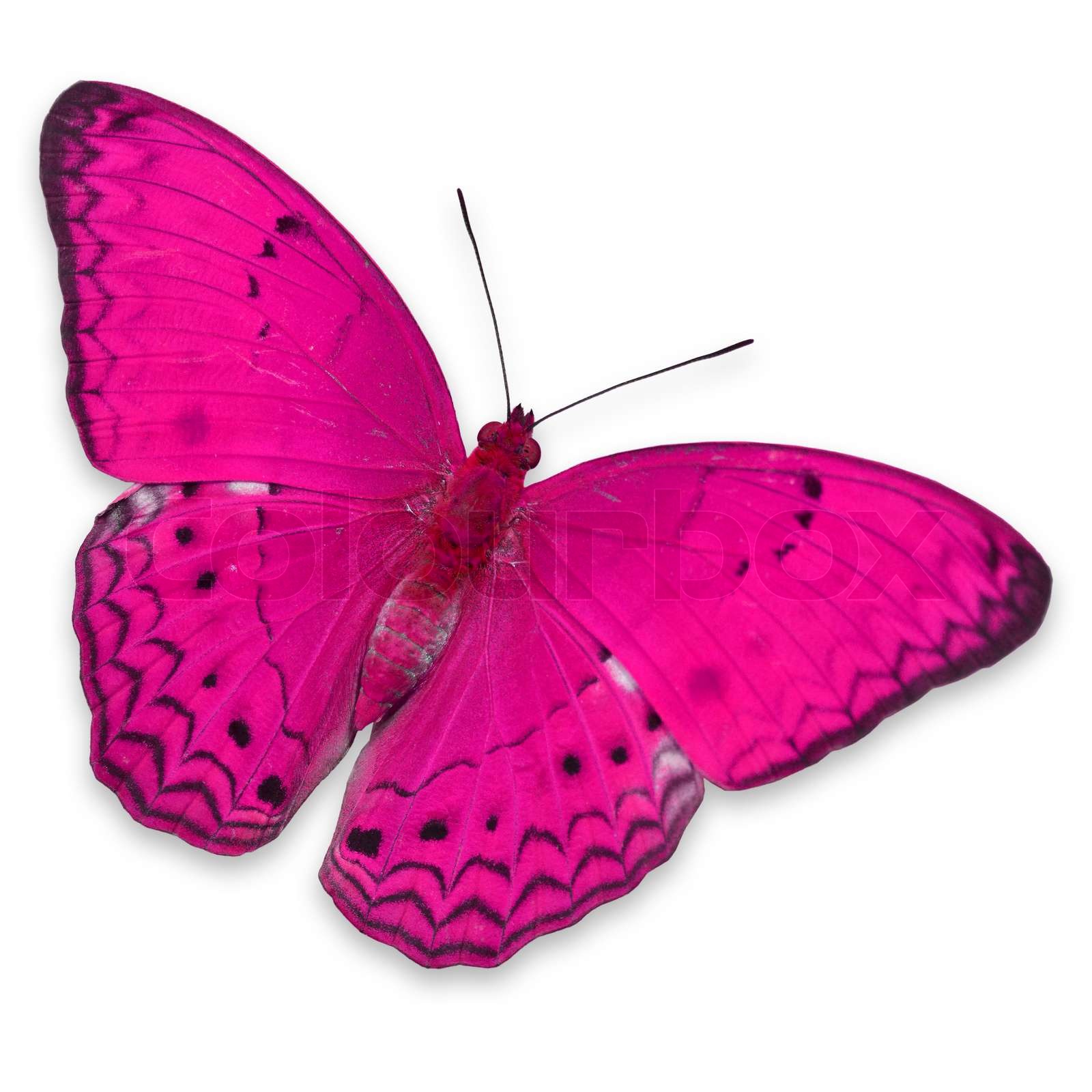 Dark Pink Butterfly Wallpaper