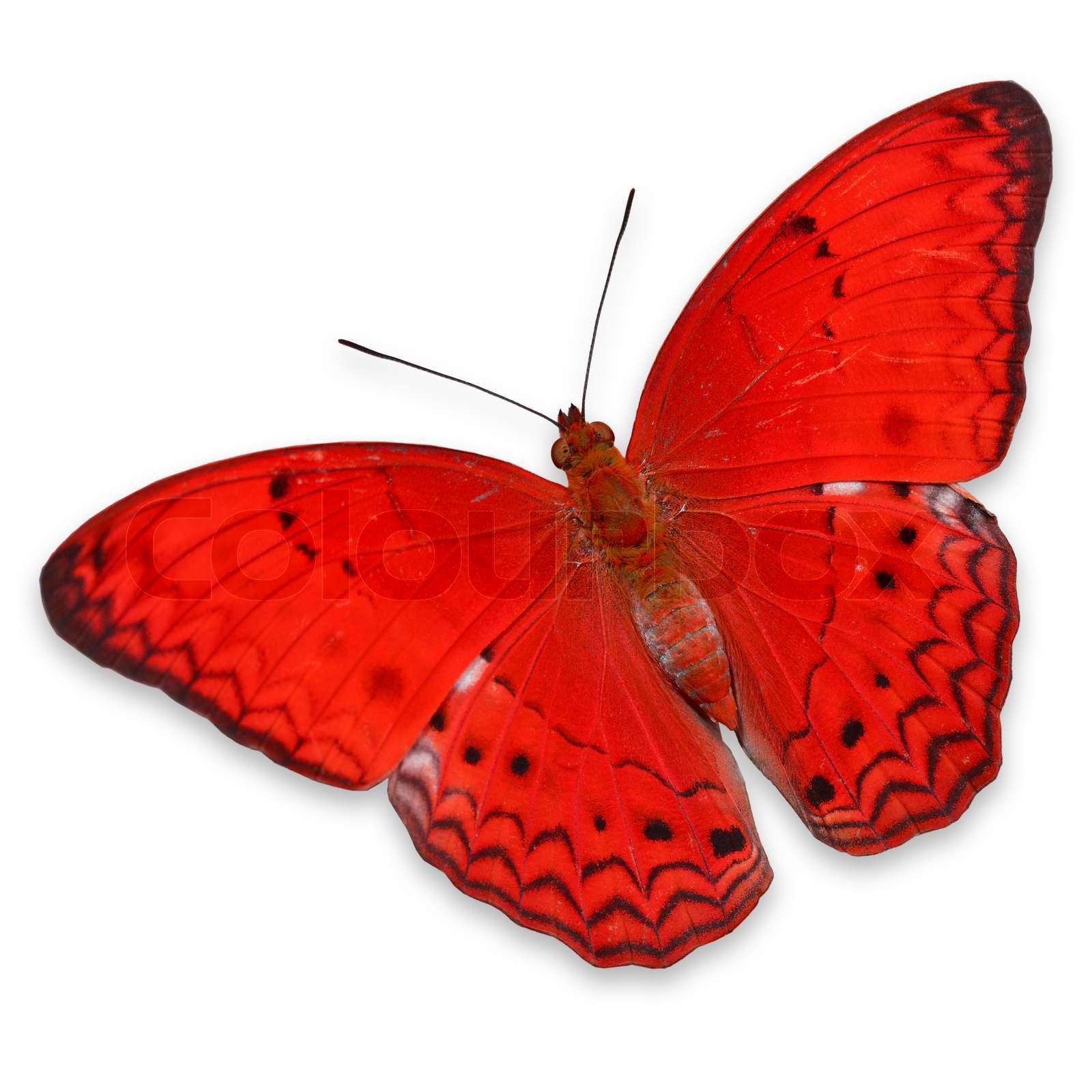 Beautiful red butterfly | Stock image | Colourbox