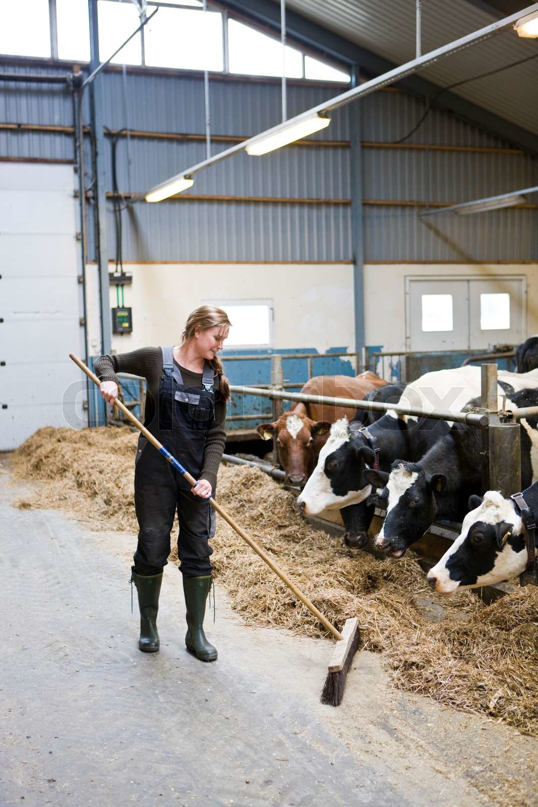 Farmer cleaning the stable | Stock image | Colourbox