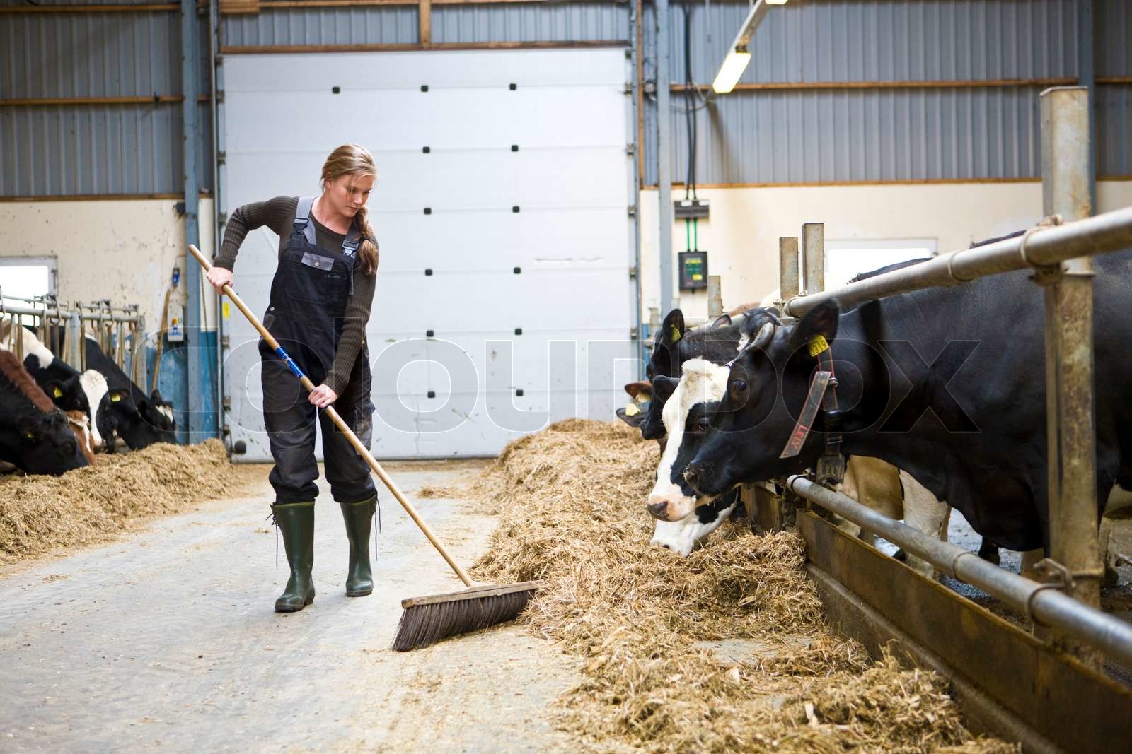 A female farmer sweeping hay inside a livestock barn | Stock image ...