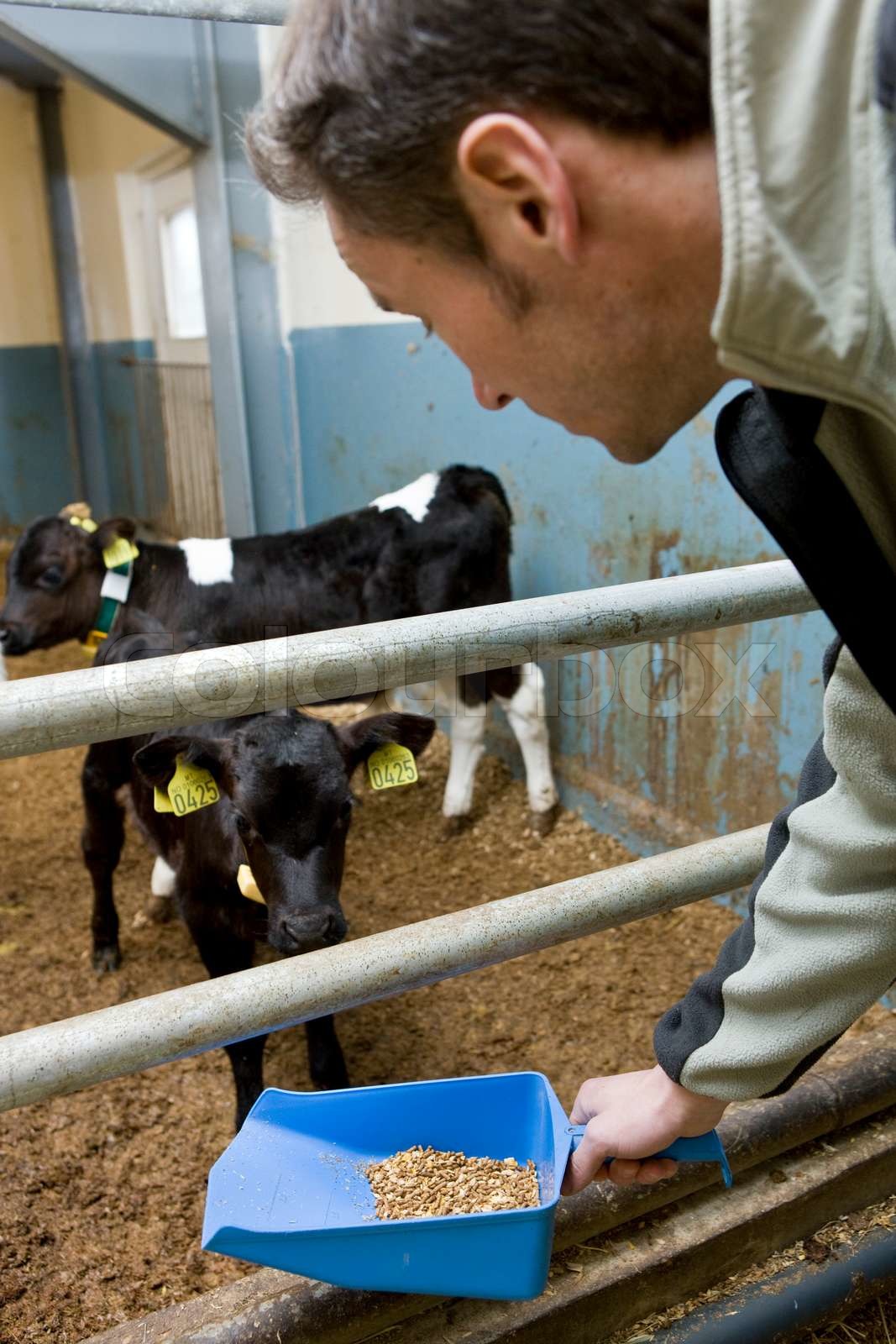 bonde, norge, ko | Stock foto | Colourbox