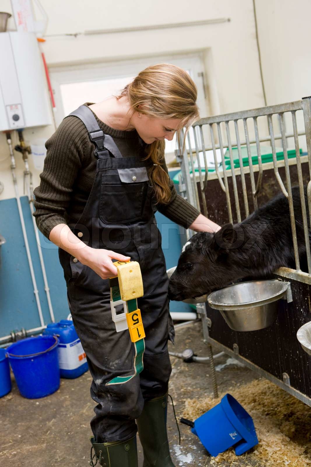 A female farmer checking cows in a barn | Stock image | Colourbox