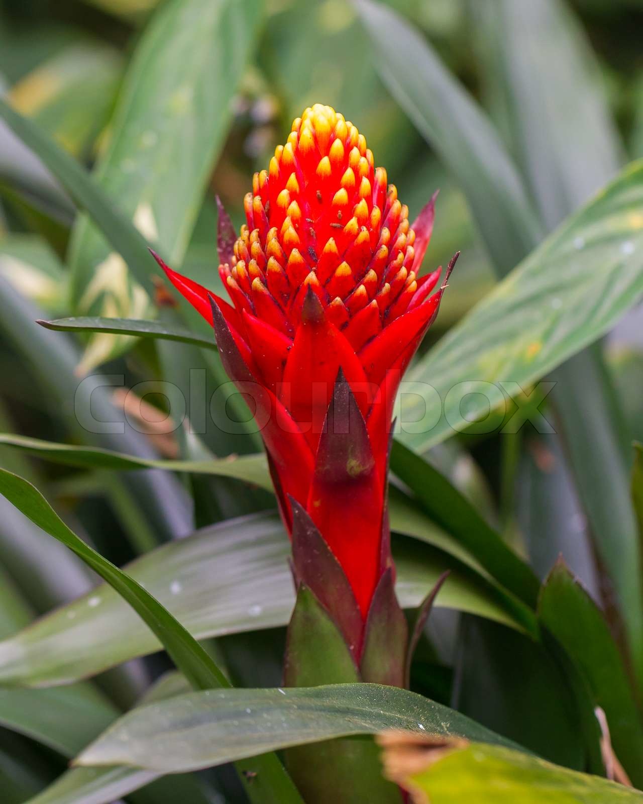 Red tropical flower | Stock image | Colourbox