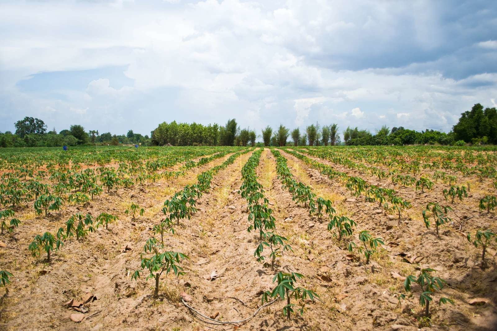 Maniok oder Maniok-Pflanze-Feld | Stock Bild | Colourbox