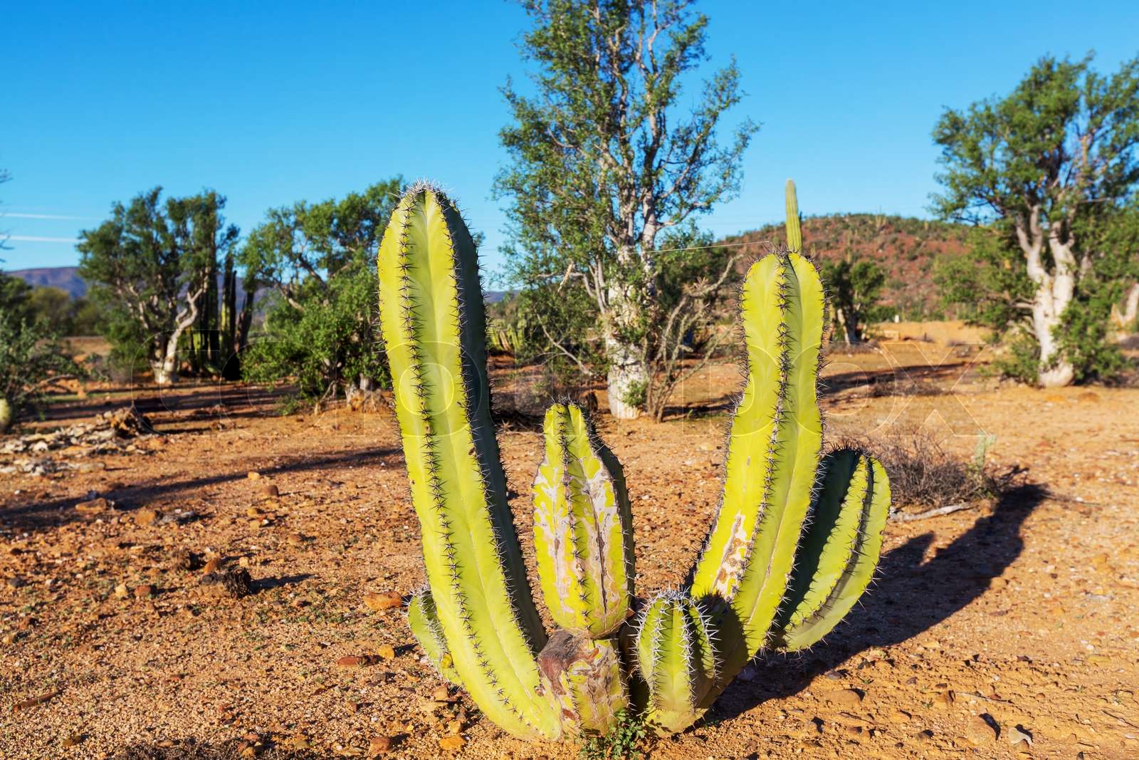Cactus in Mexico | Stock image | Colourbox