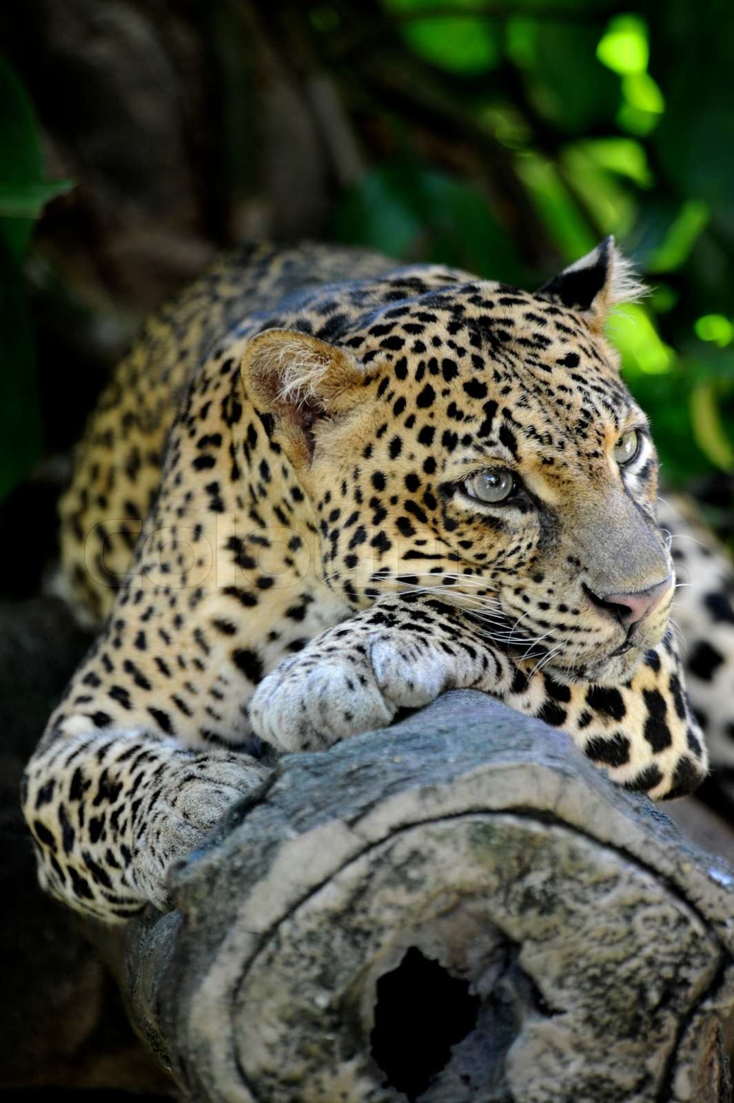 Leopard | Stock image | Colourbox