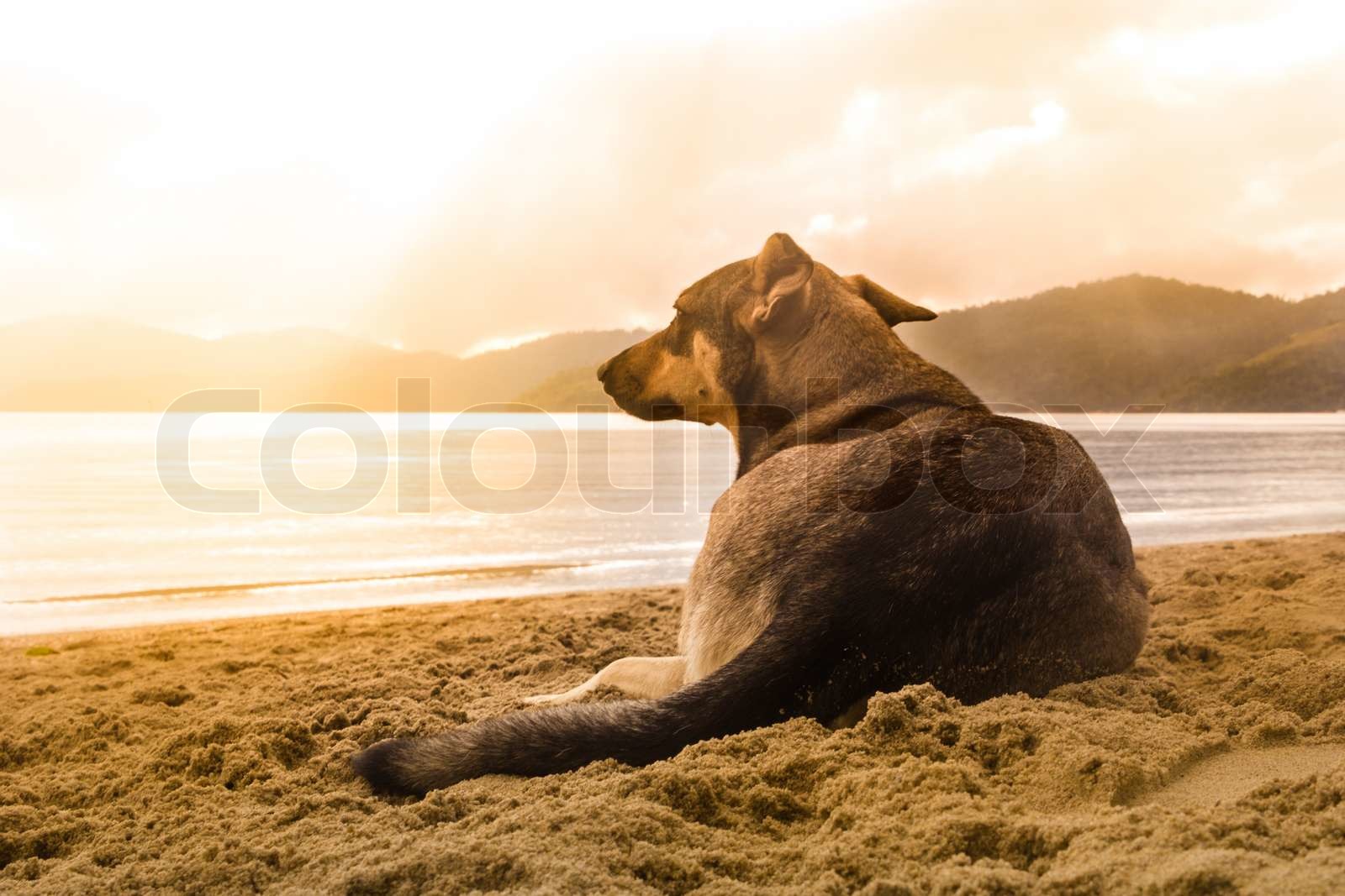 Dog on the beach. | Stock image | Colourbox