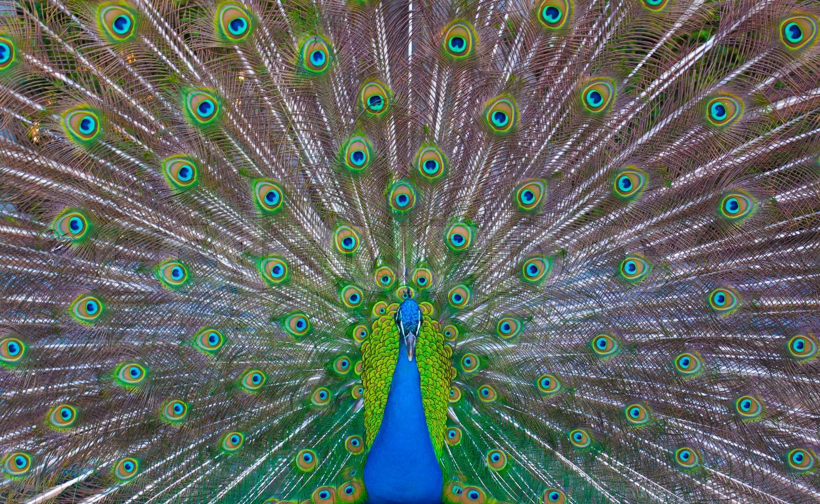 Peacock showing off | Stock image | Colourbox