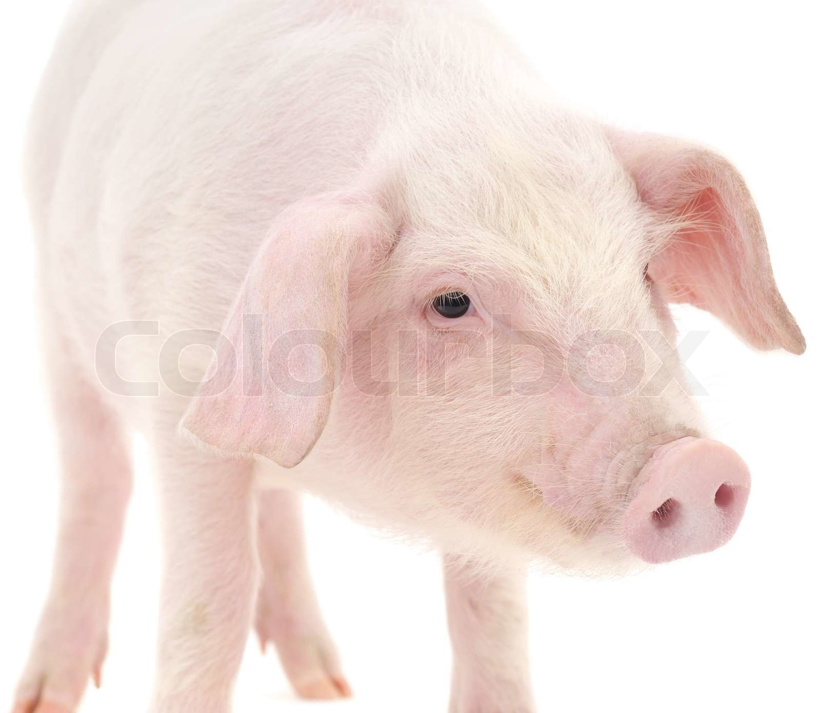 Schwein auf weiß | Stock Bild | Colourbox