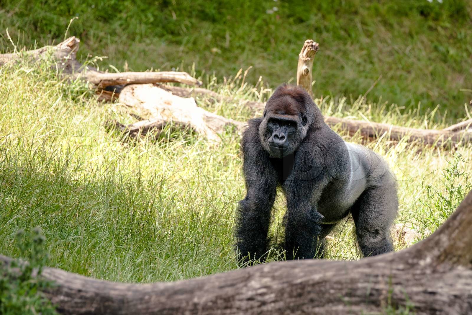 Stor gorilla kigger i kameraet | Stock foto | Colourbox