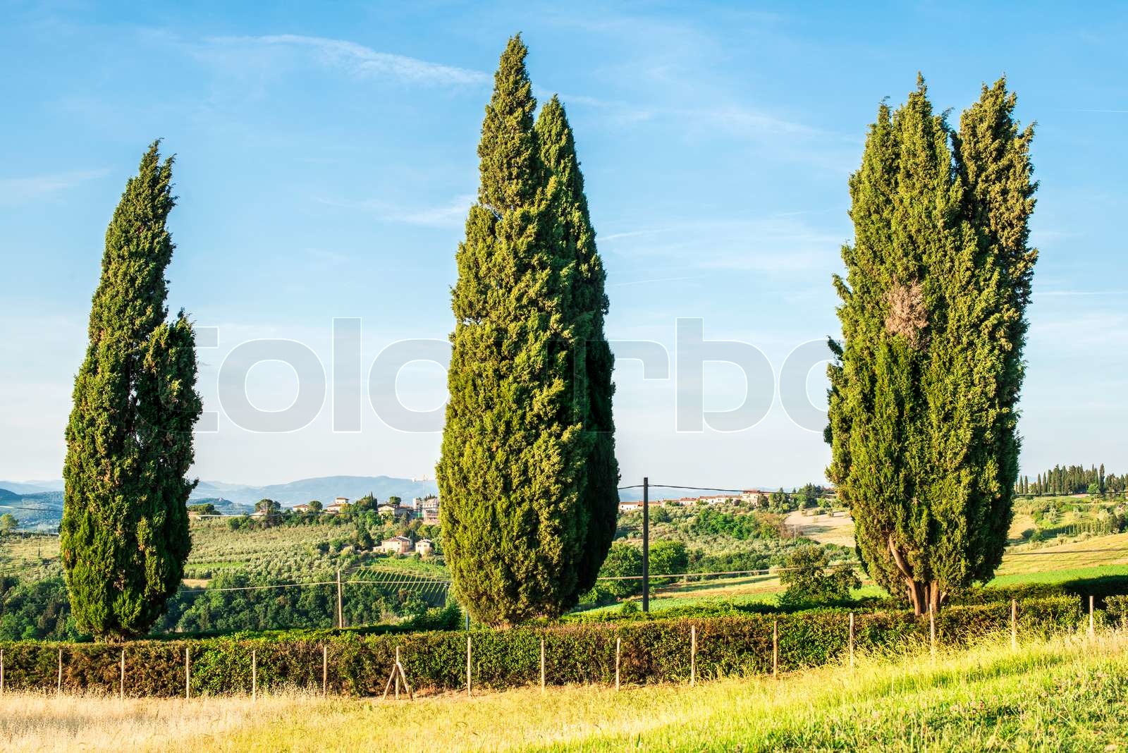 Tuscan cypress tree | Stock image | Colourbox