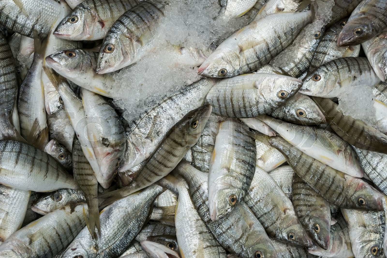 Striped Seabream Fish | Stock image | Colourbox