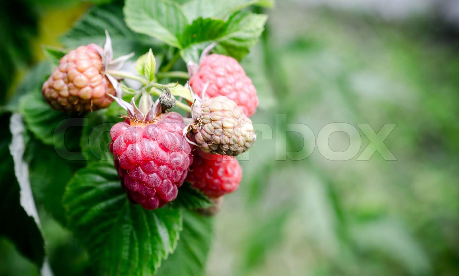Raspberry bunch | Stock image | Colourbox