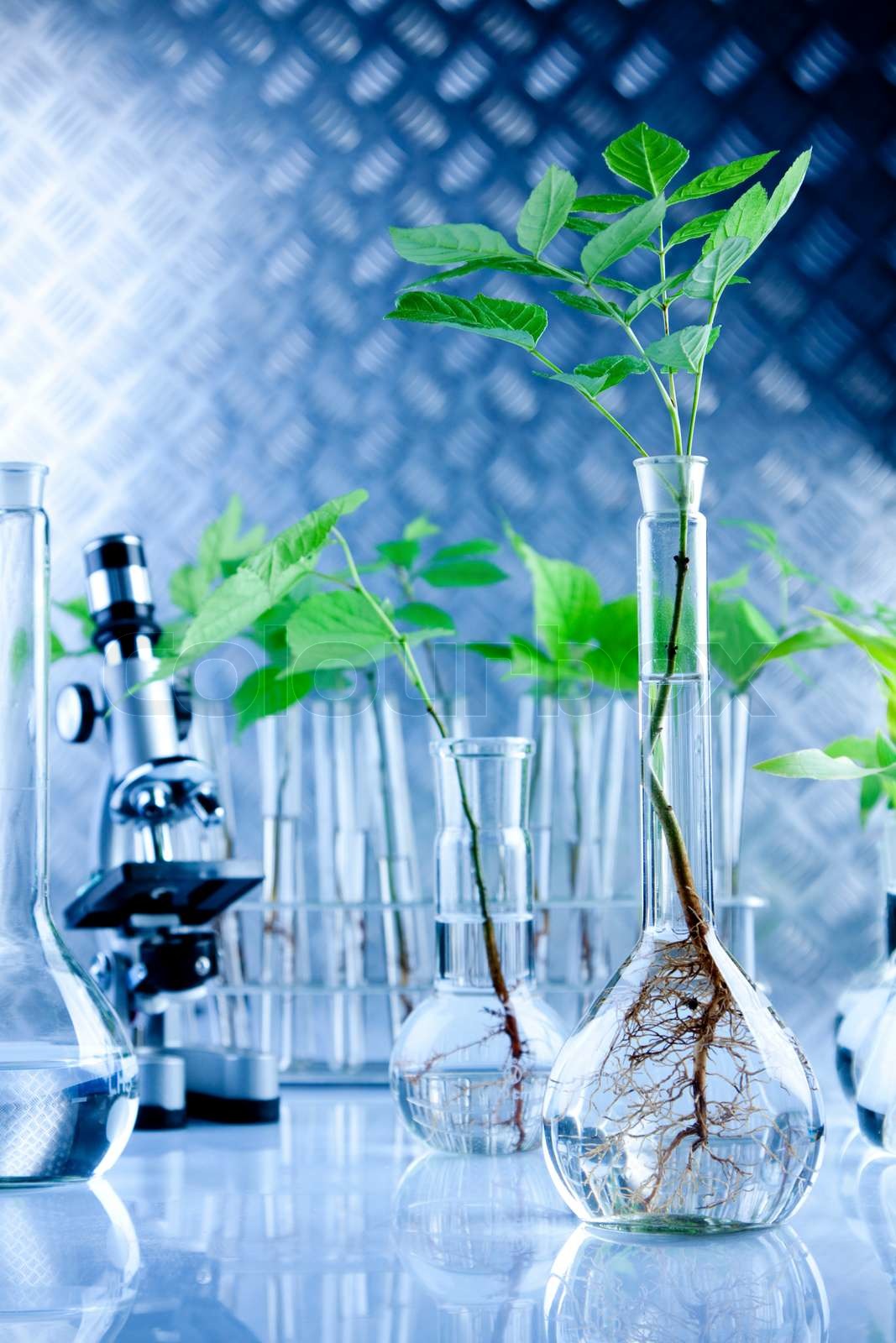 Plants in lab | Stock image | Colourbox