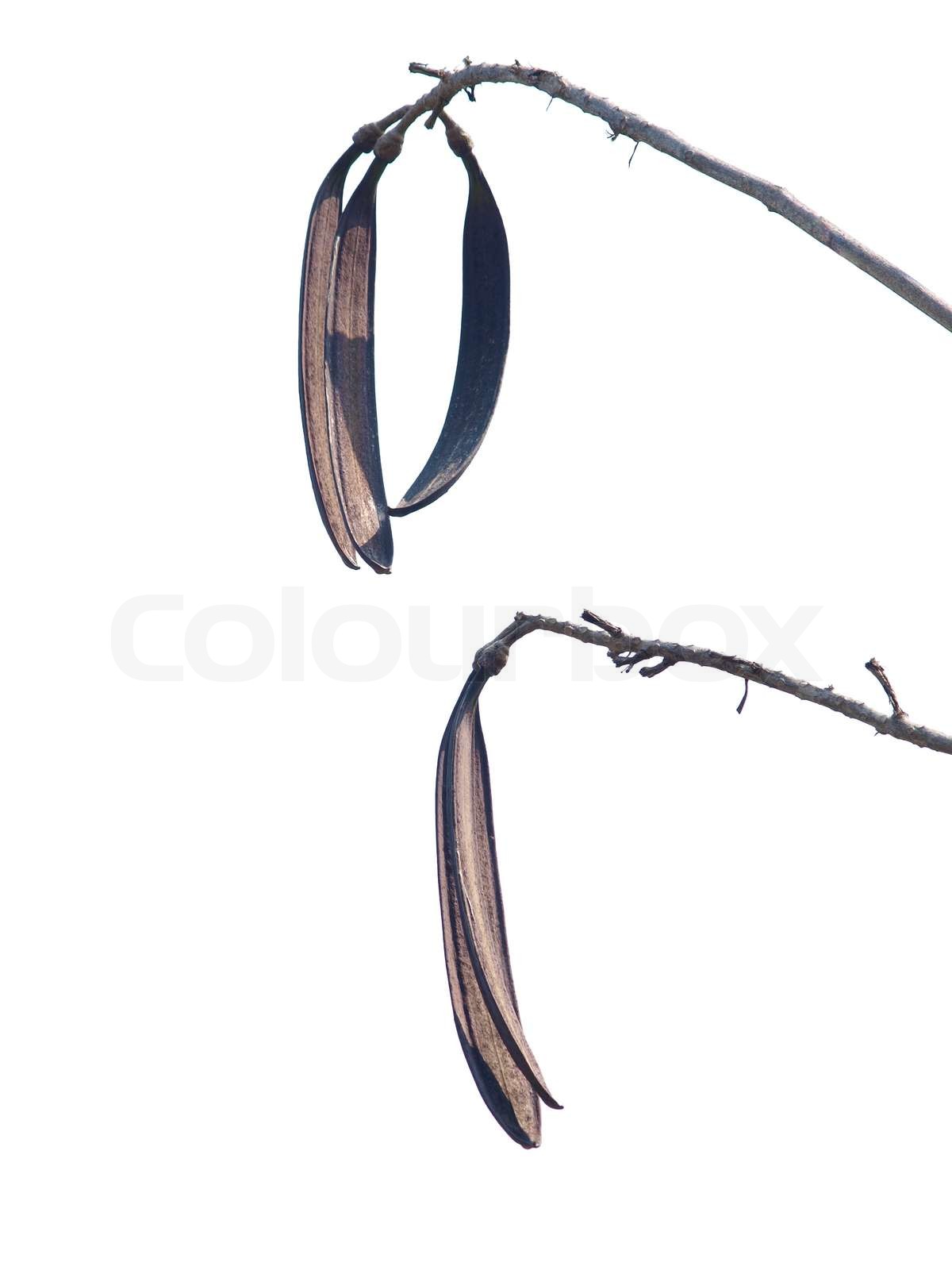 Dry Broken Bones Tree isolated | Stock image | Colourbox