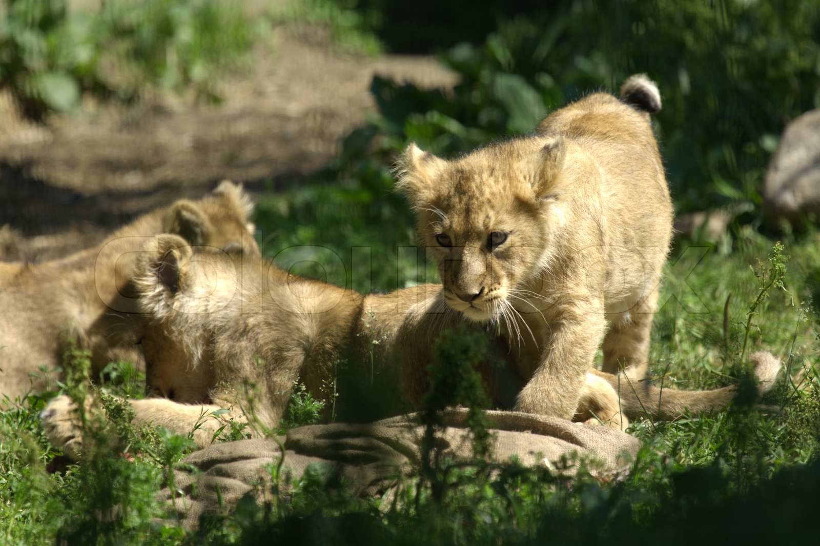 Lion babies | Stock image | Colourbox