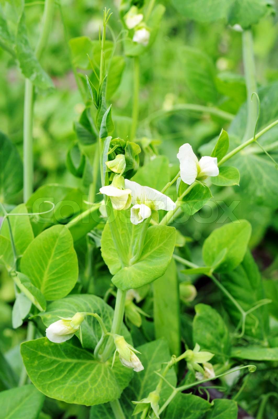 bush of peas growing | Stock image | Colourbox