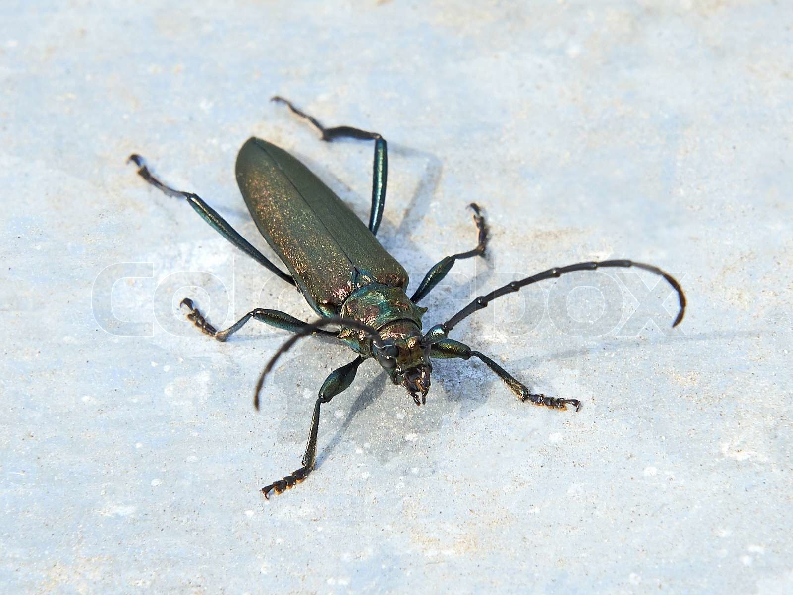 Musk beetle (Aromia moschata) | Stock image | Colourbox