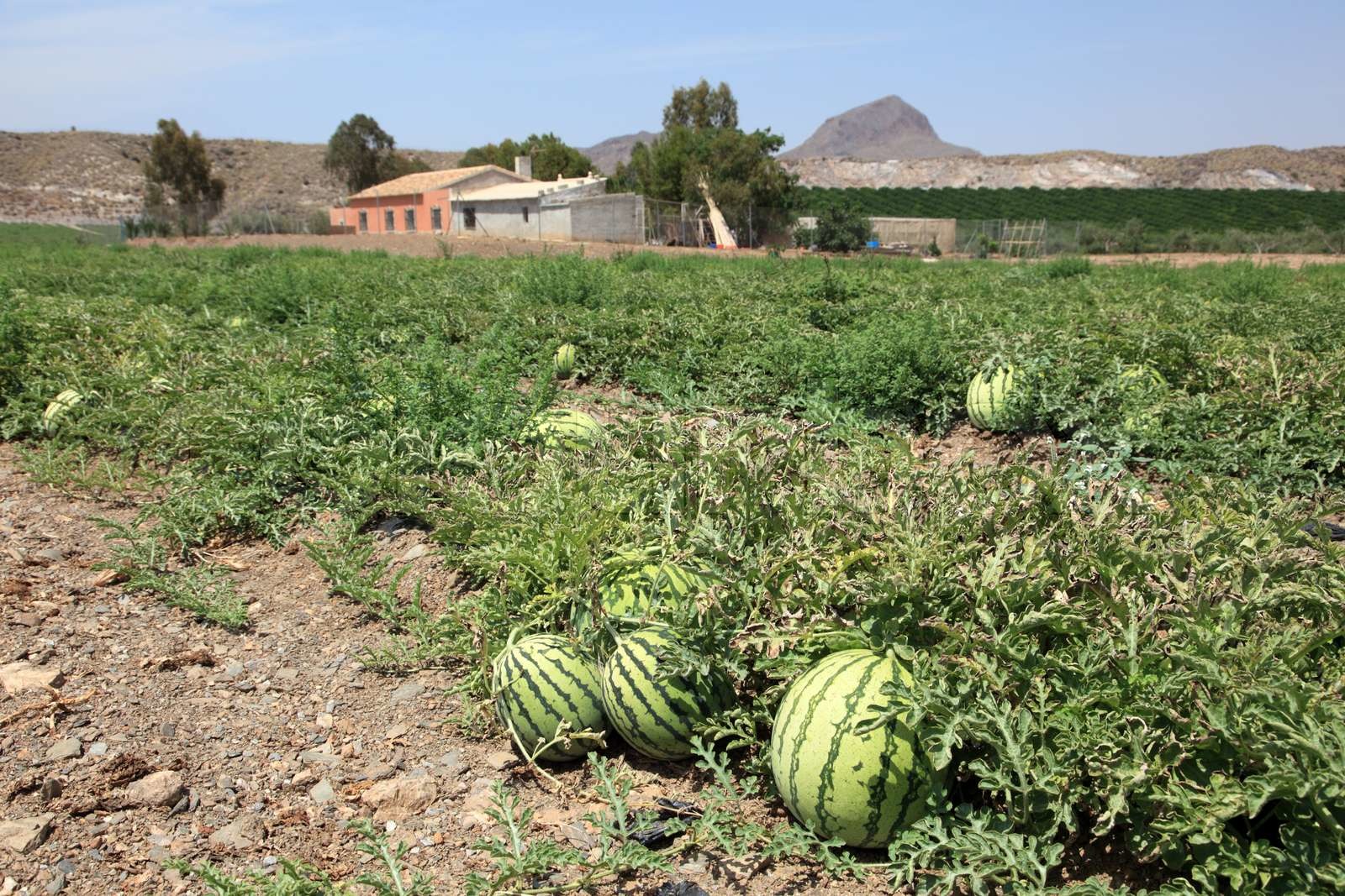 Watermelons on the watermelon plantation in Spain | Stock image | Colourbox