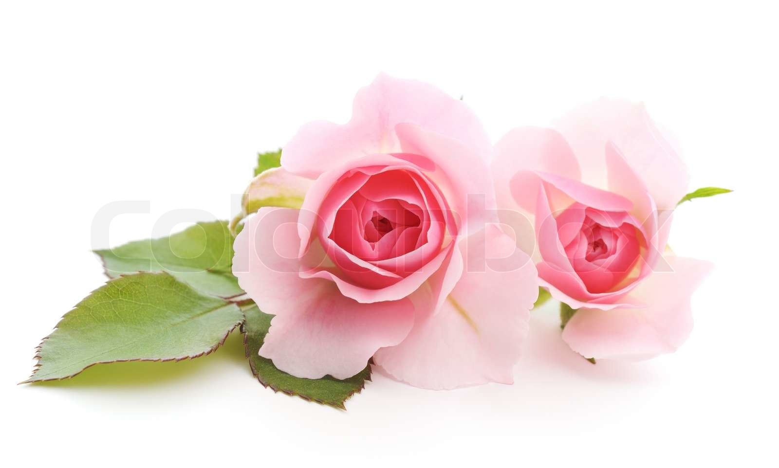 Pink Roses | Stock image | Colourbox