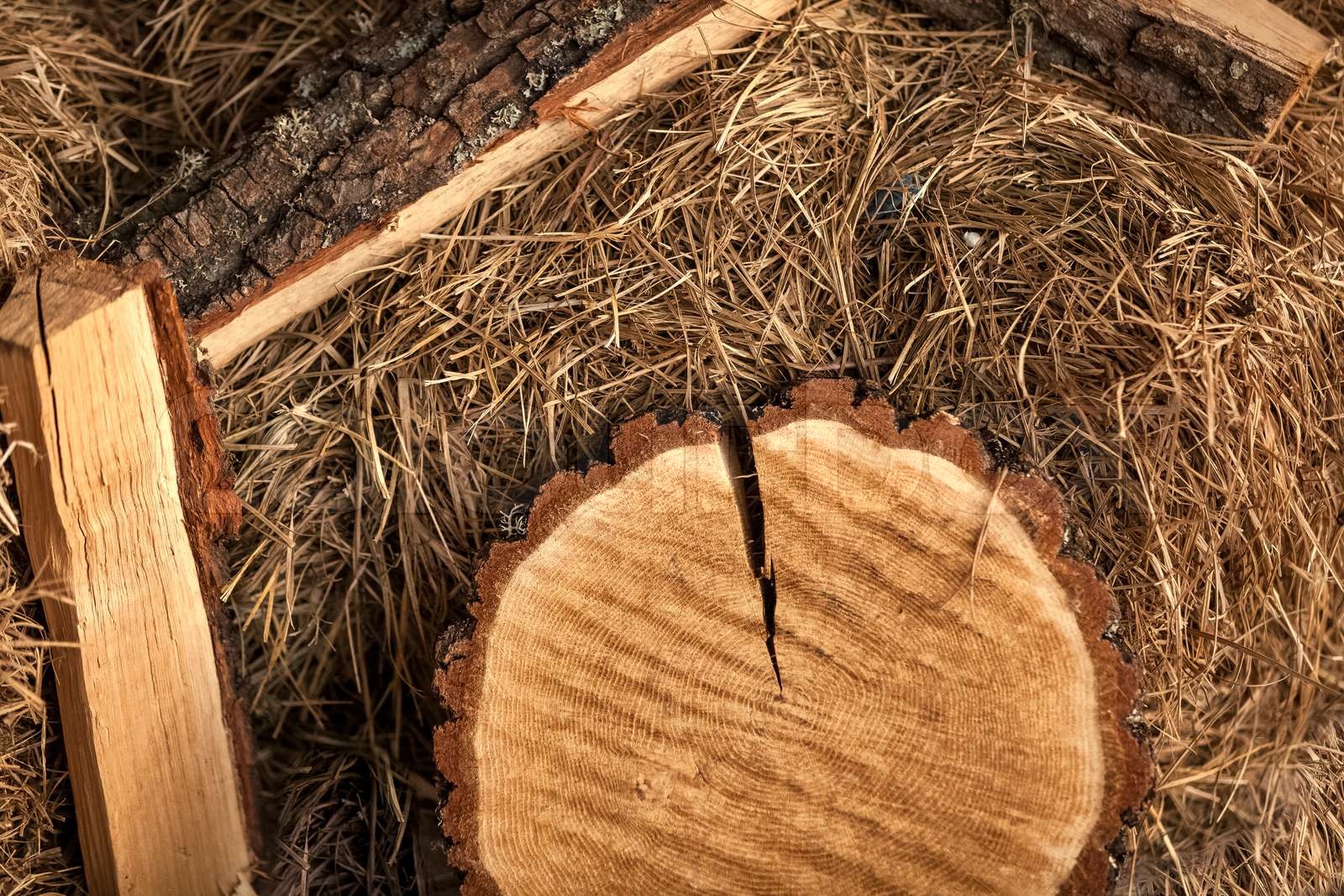 photo of tree trunks lying on hay | Stock image | Colourbox