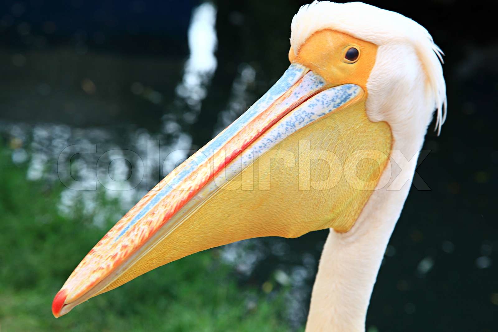 Pelican head. | Stock image | Colourbox