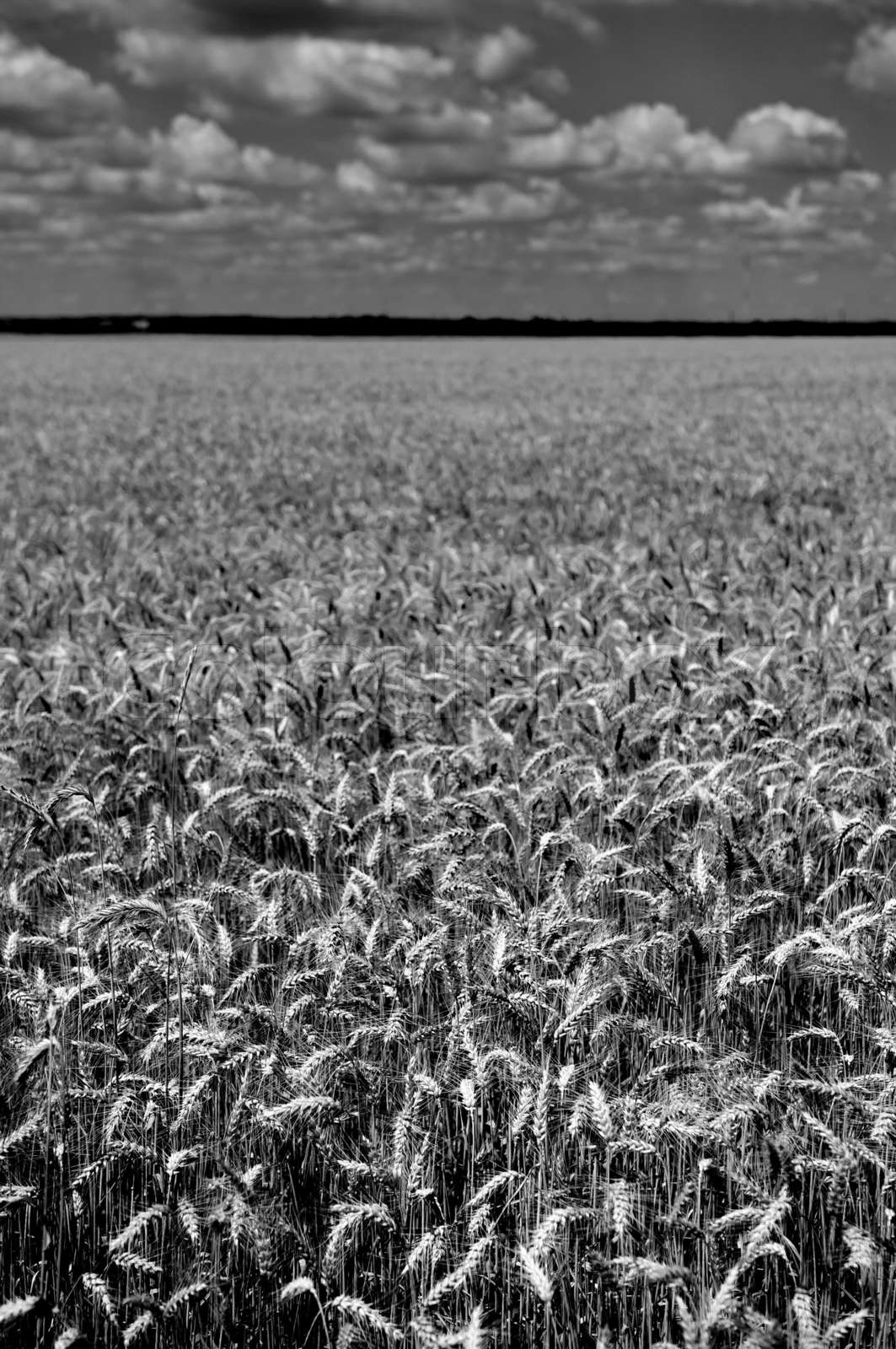 Weizenfeld in schwarz und weiß | Stock Bild | Colourbox