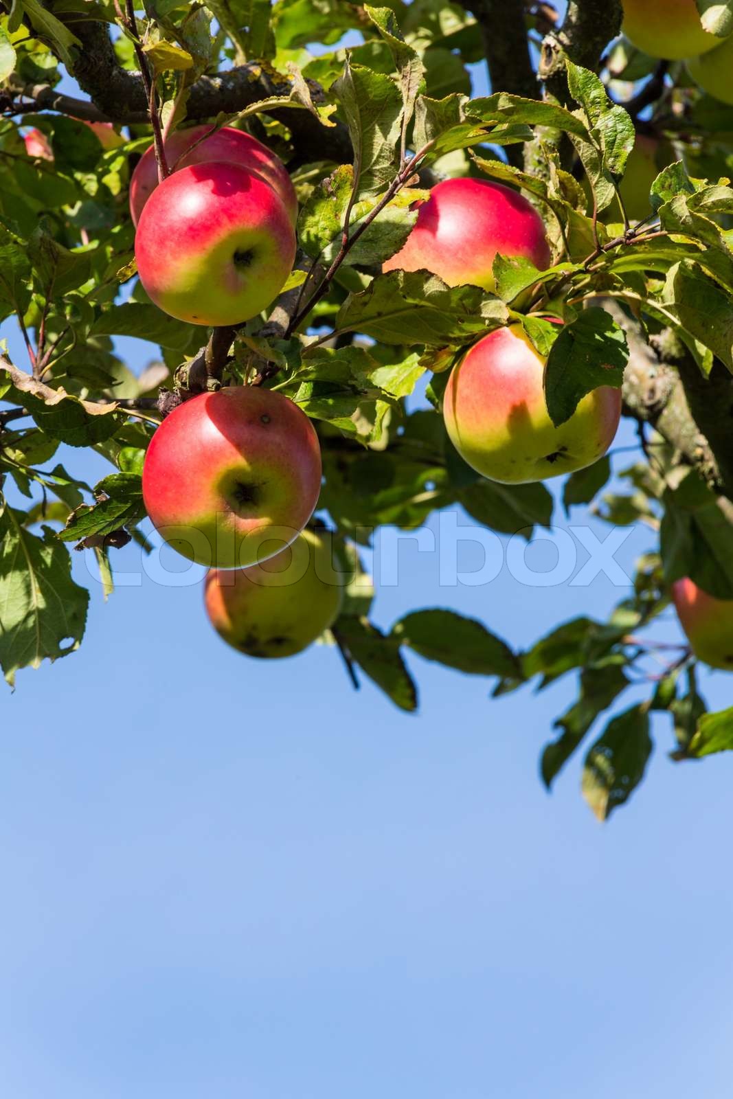 apples in the fall on an apple tree | Stock image | Colourbox