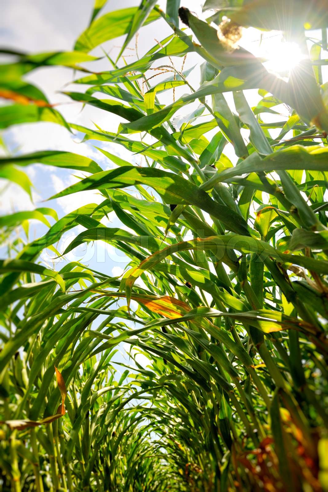 Corn field seen from inside the rows | Stock image | Colourbox