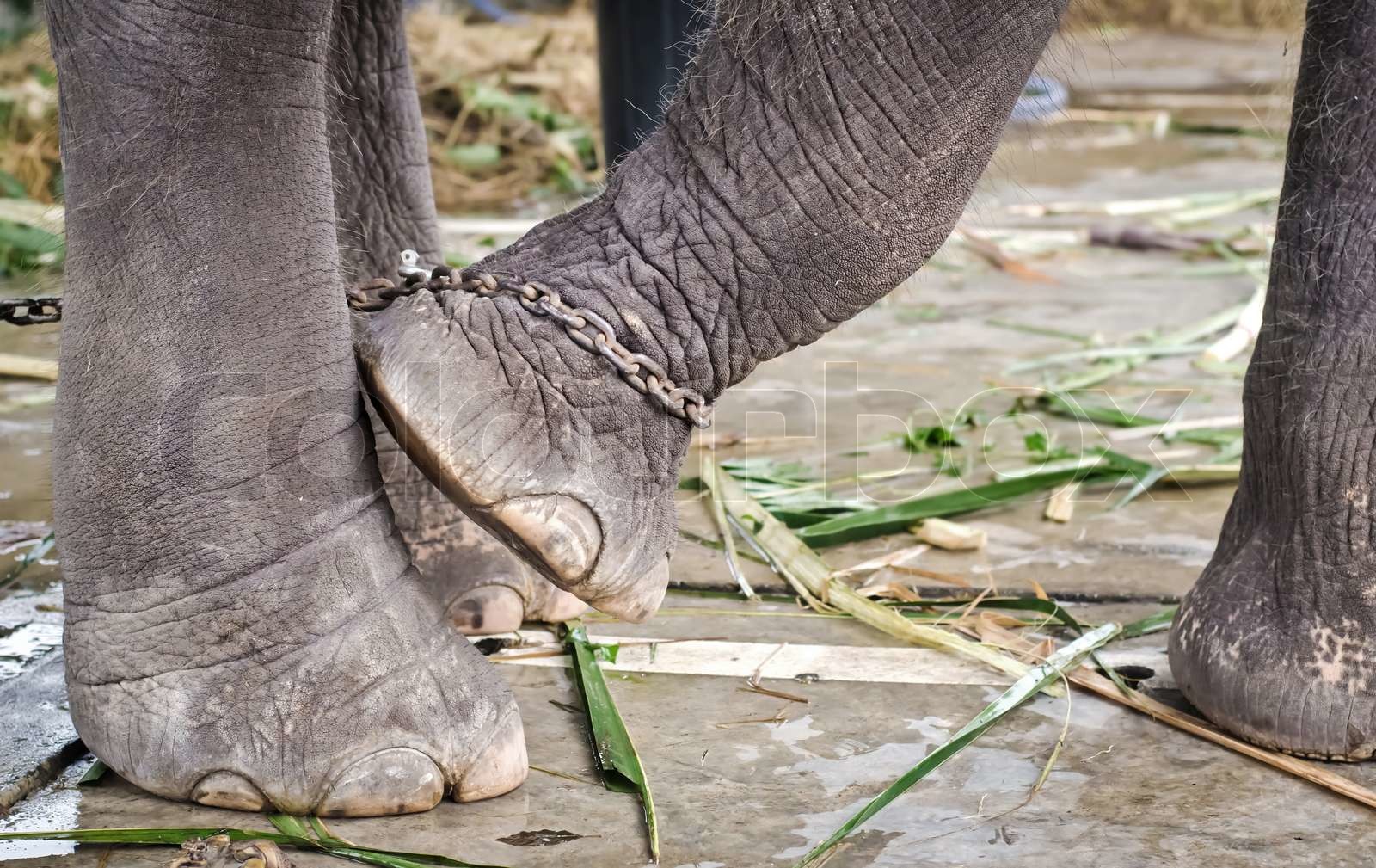 elephant's foot tied to a chain | Stock image | Colourbox