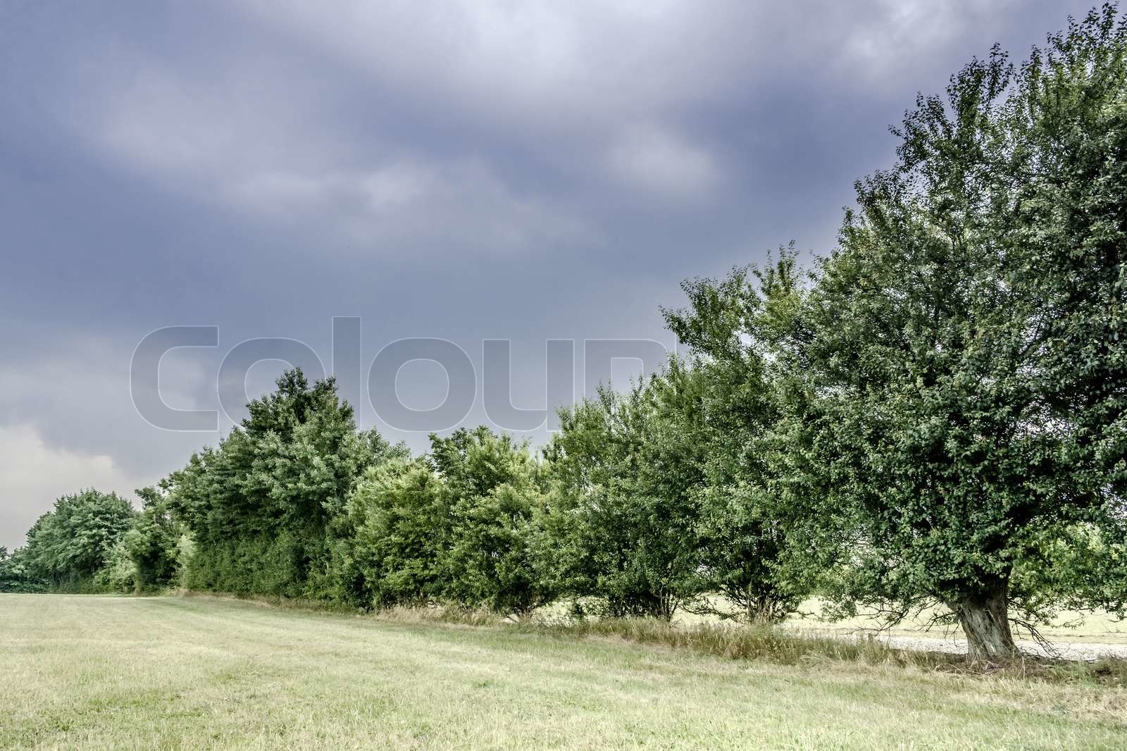 Overskyet vejr og træer på række | Stock foto | Colourbox