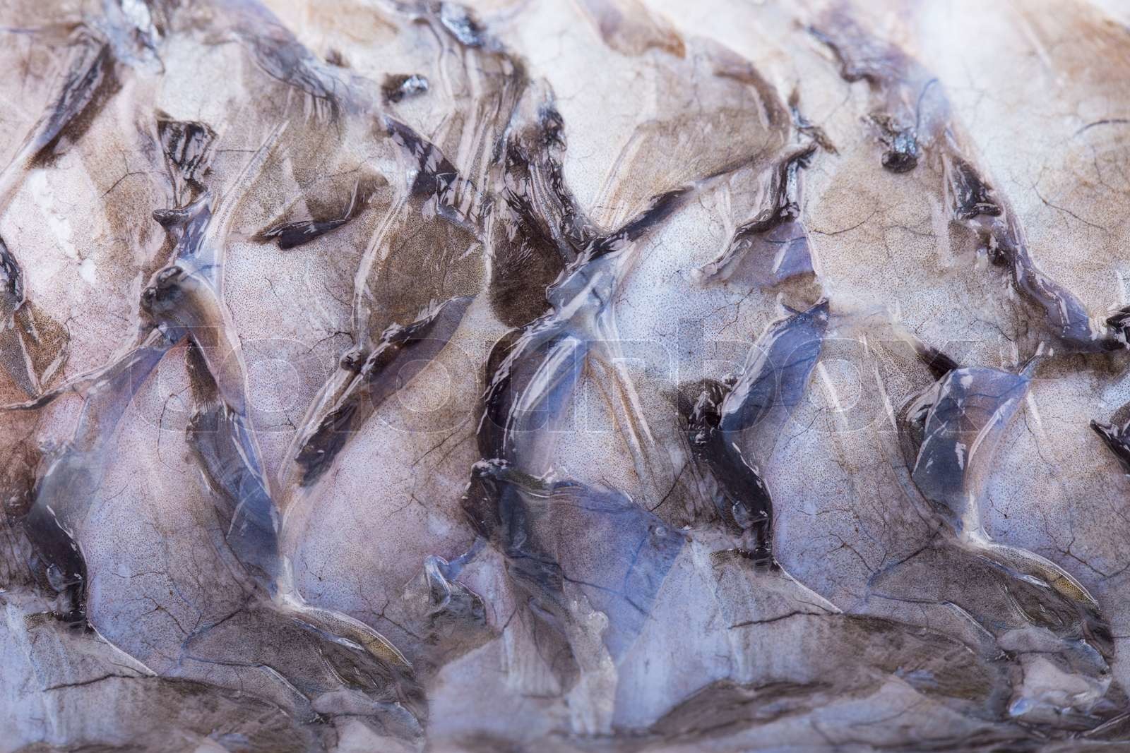 Fischschuppen | Stock Bild | Colourbox