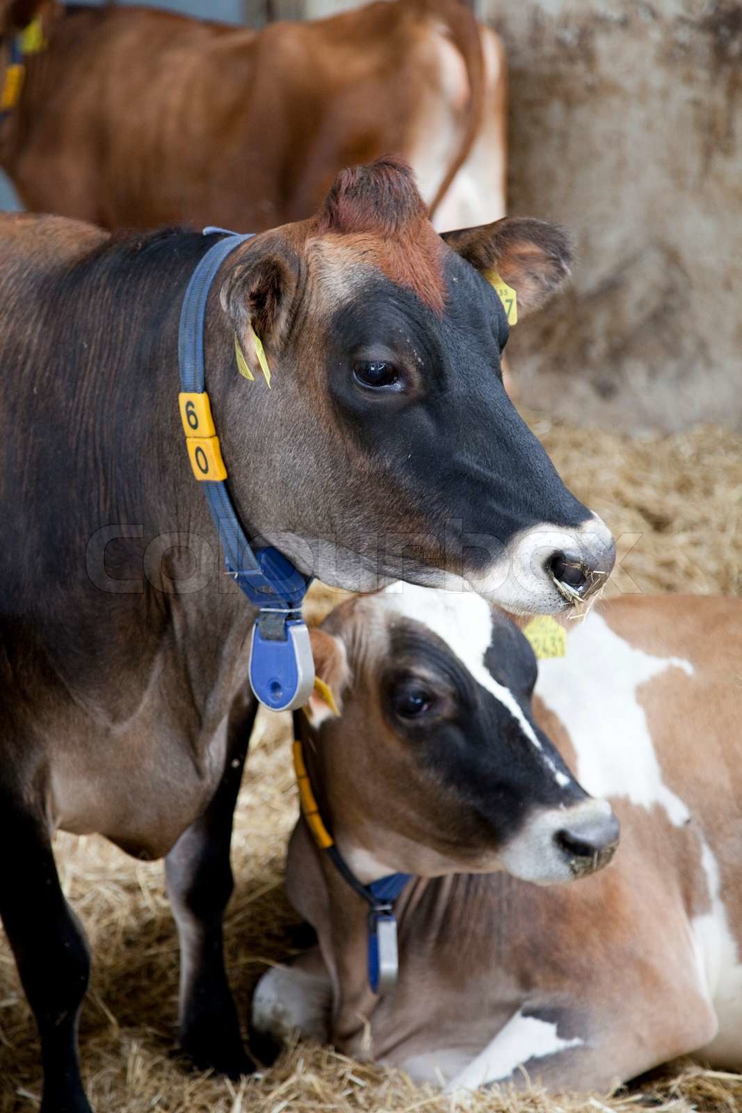 Cow livestock inside a barn | Stock image | Colourbox