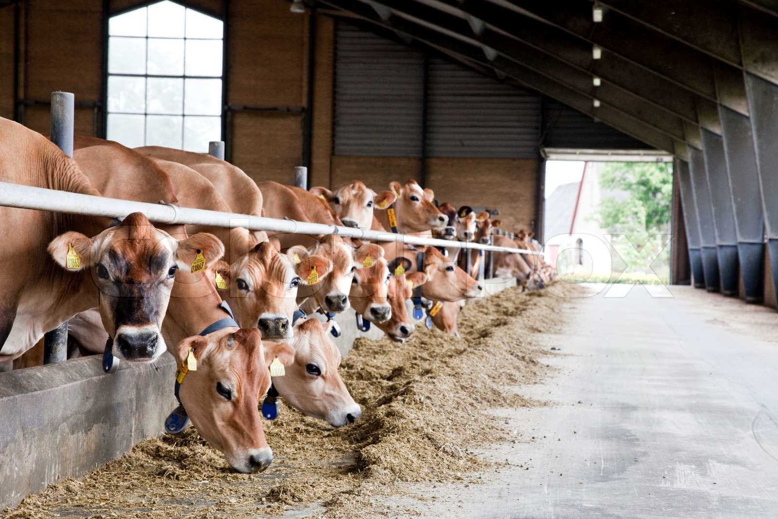 Cow livestock inside a barn | Stock image | Colourbox