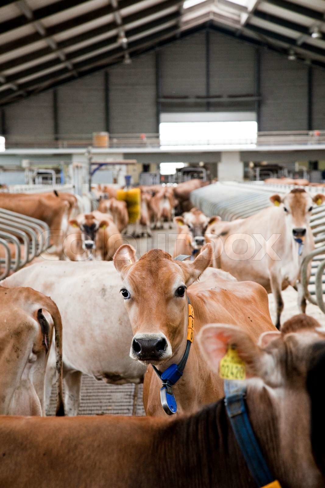 Cow livestock inside a barn | Stock image | Colourbox