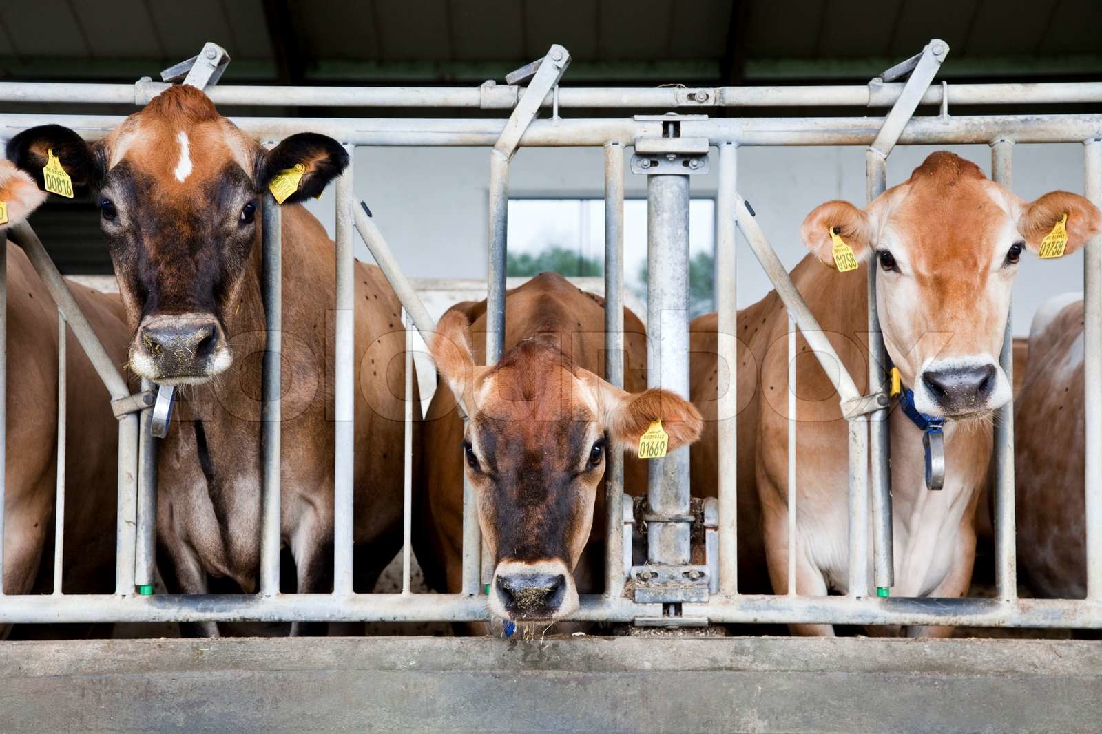 Cow livestock inside a barn | Stock image | Colourbox