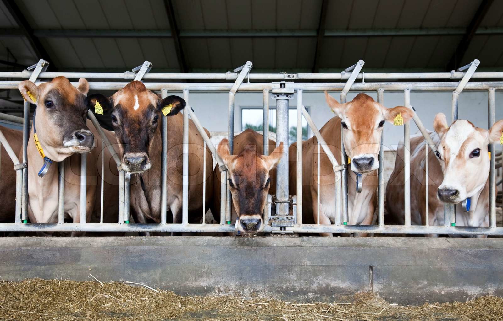 Cow livestock inside a barn | Stock image | Colourbox