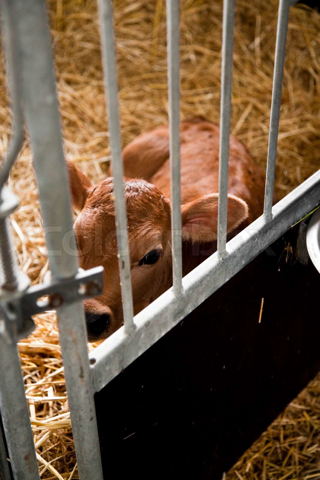 Cow livestock inside a barn | Stock image | Colourbox