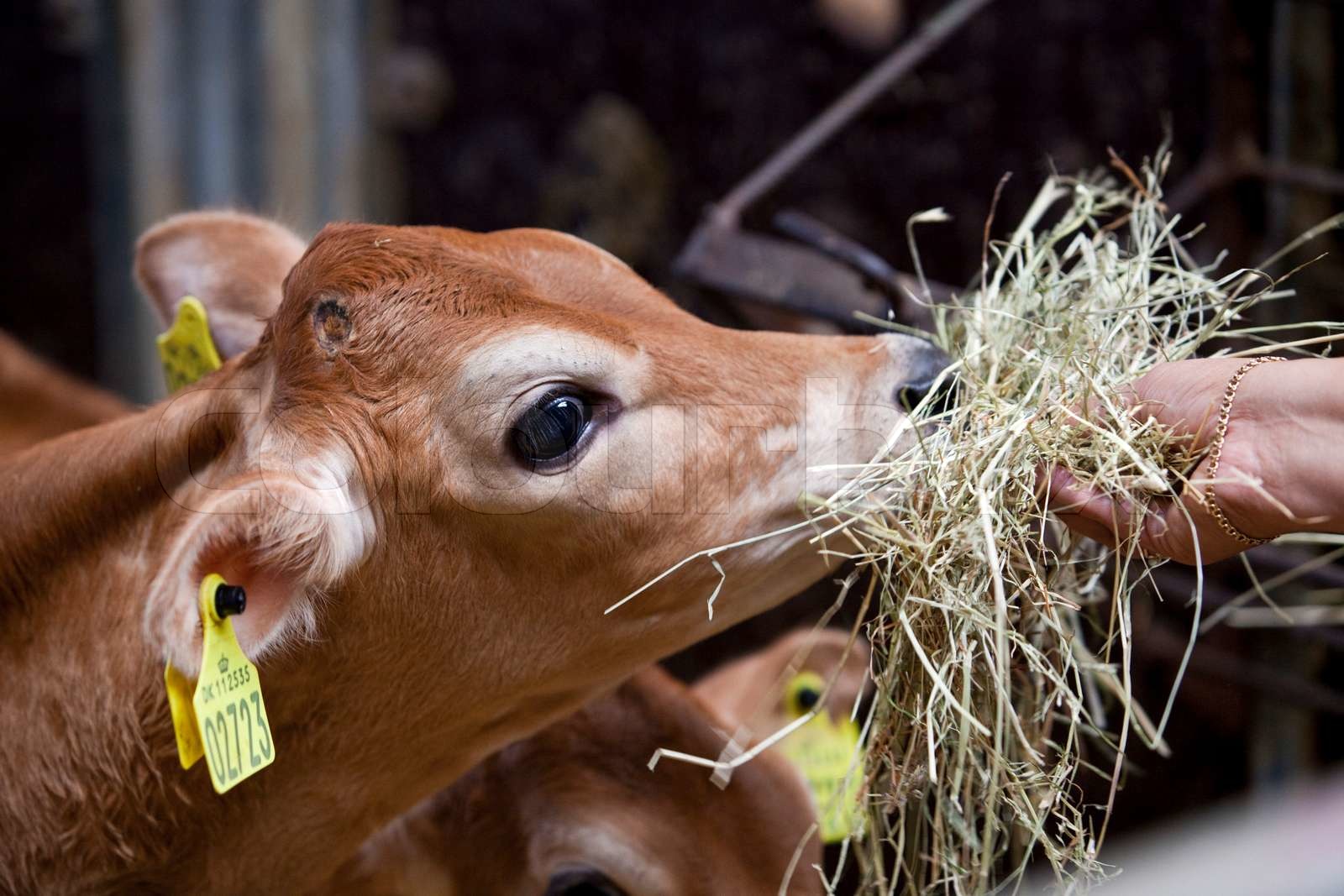 ko, kalv, besætning | Stock foto | Colourbox