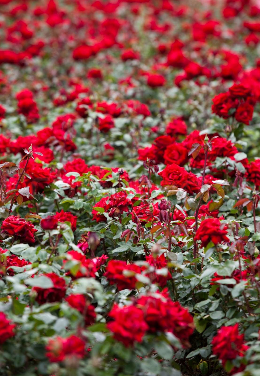 Red rose plantation | Stock image | Colourbox