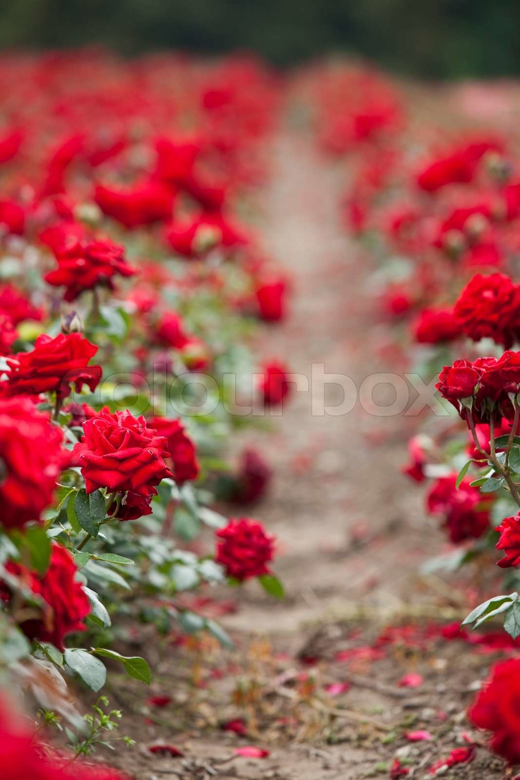 Red roses plantation | Stock image | Colourbox