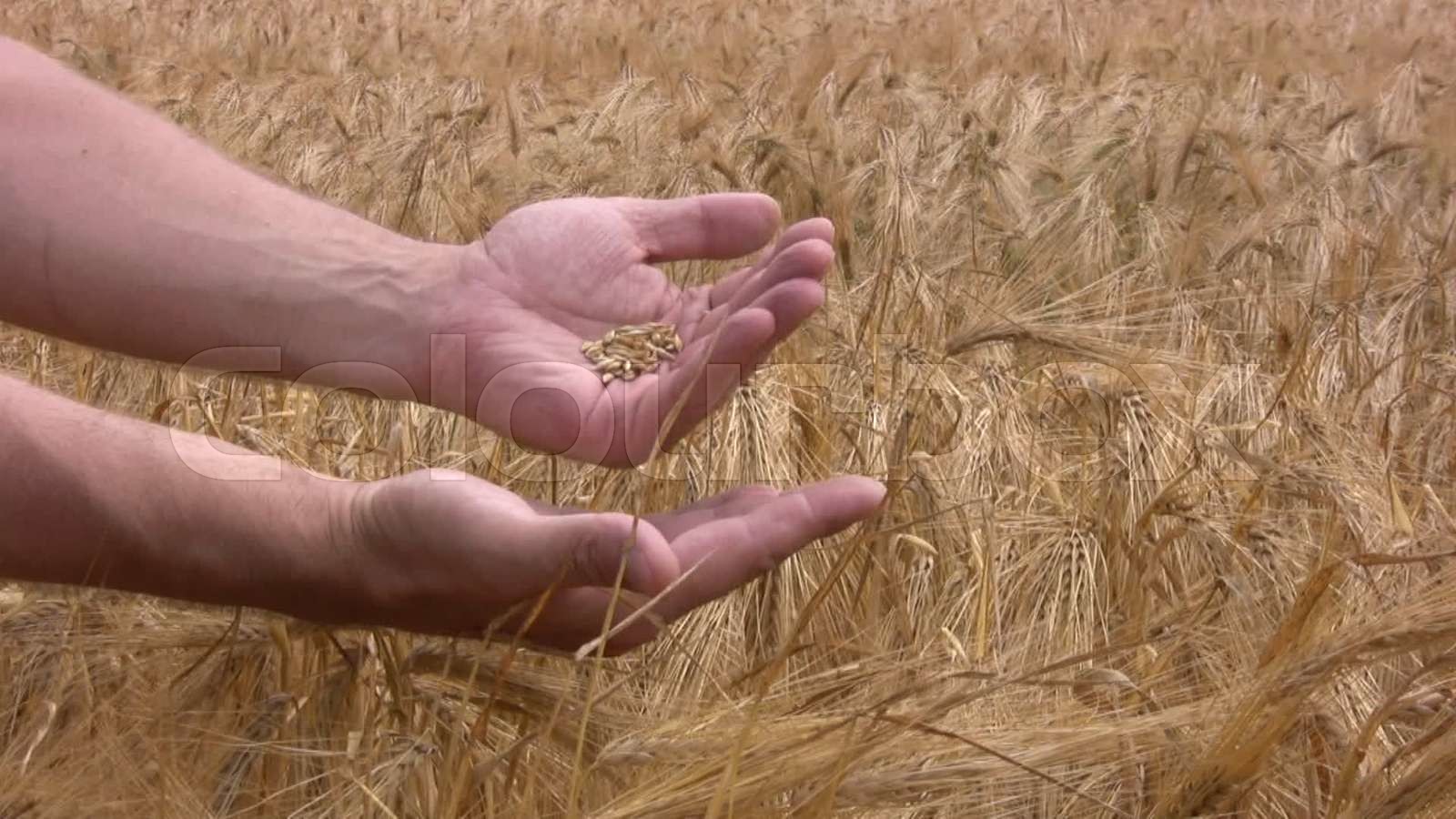 Good crop | Stock video | Colourbox