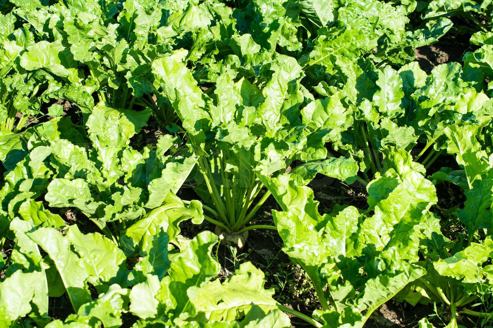 großes Feld von Zuckerrüben | Stock Bild | Colourbox