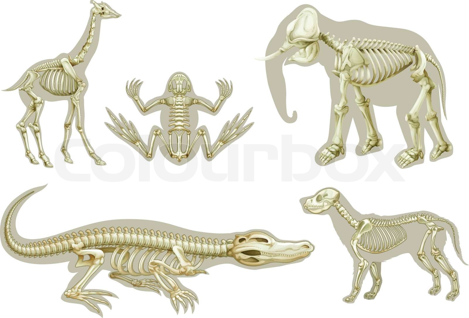 skeletons | Stock vector | Colourbox