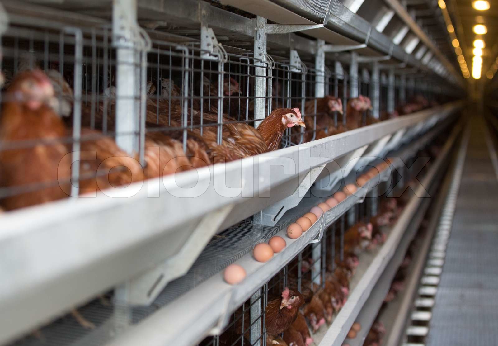 Laying hens on a poultry factory | Stock image | Colourbox